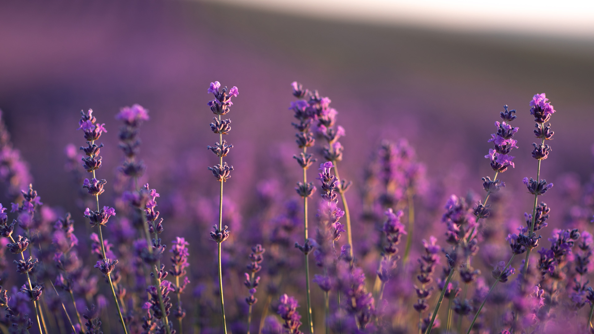 World Mental Health Day: Introducing Code Lavender at Big Bend Hospice ...